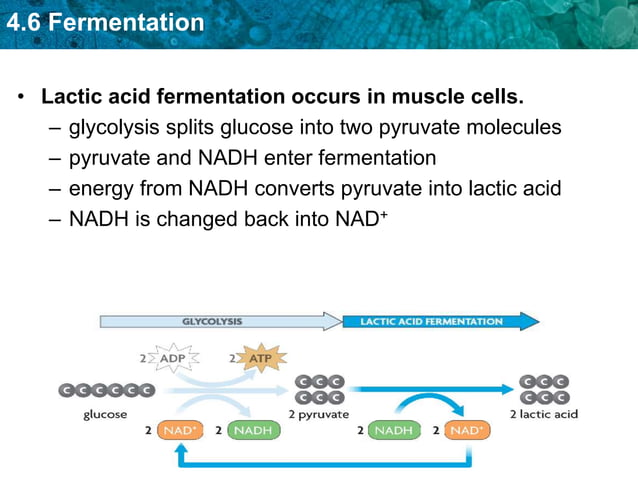 Fermentation and its types and impact on body | PPT