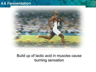 Fermentation and its types and impact on body | PPT