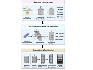 Fermentation of ABE and butanediol | PPTX | Chemistry | Science