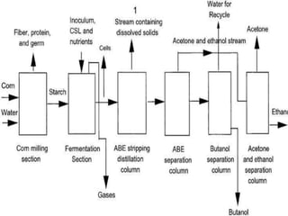 Fermentation of ABE and butanediol | PPTX | Chemistry | Science