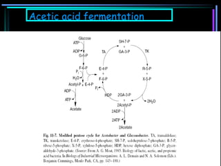 Fermentation of carbohydrates | PPT