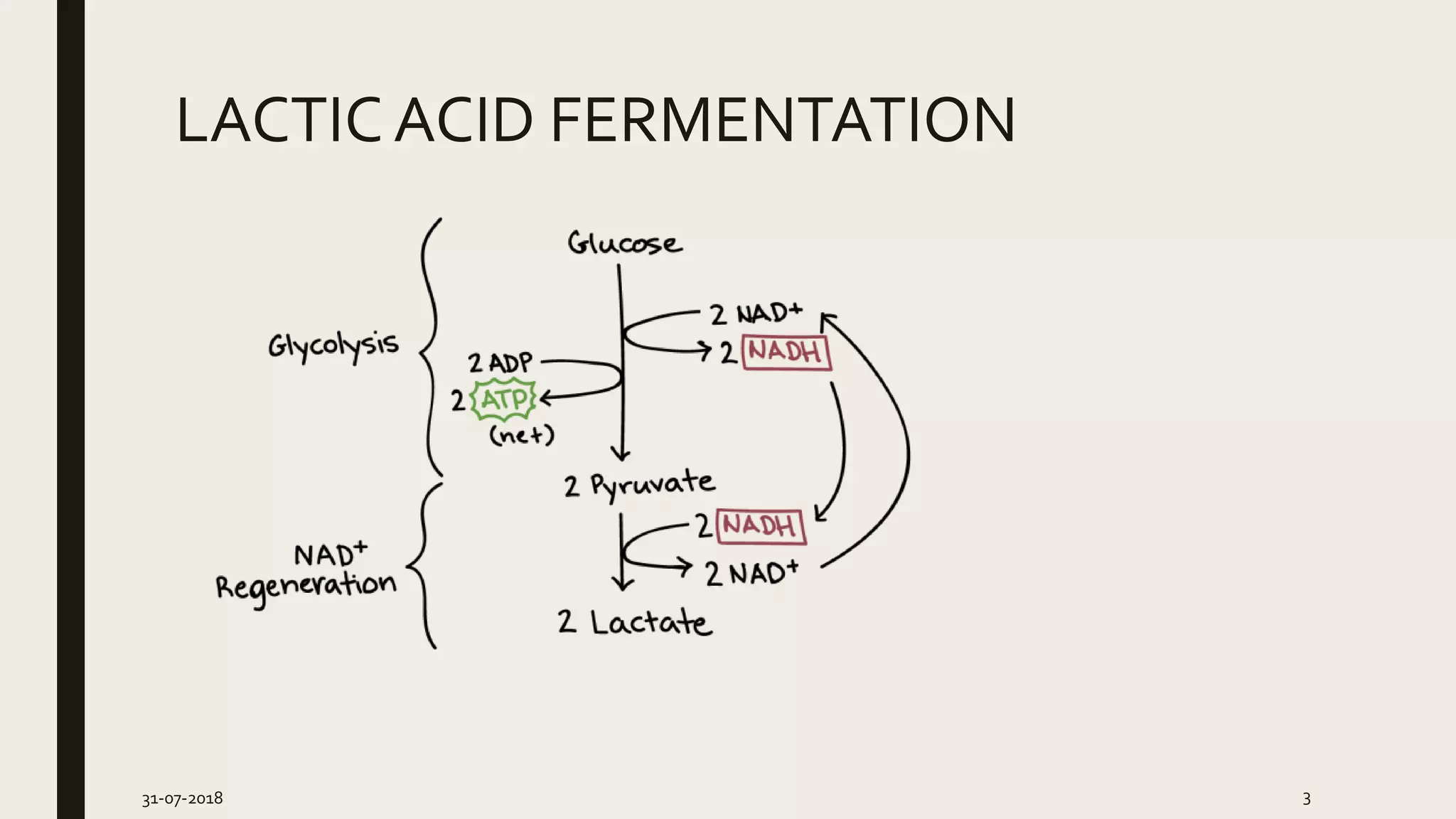 Fermentation of cellulose to ethanol | PPT