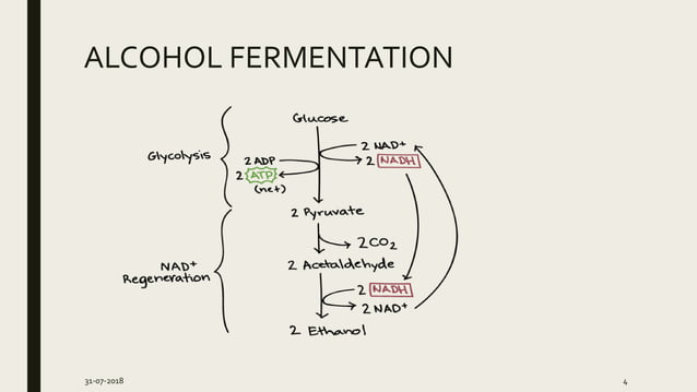 Fermentation of cellulose to ethanol | PPT