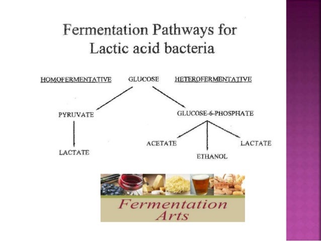Fermentation of cheese (1)