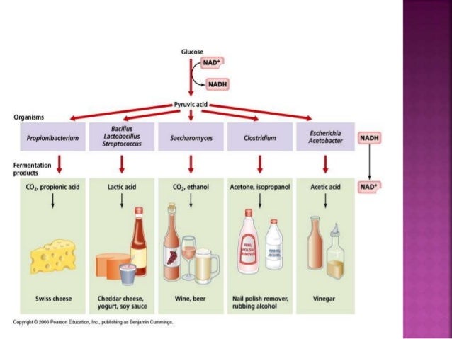 Fermentation of cheese (1)