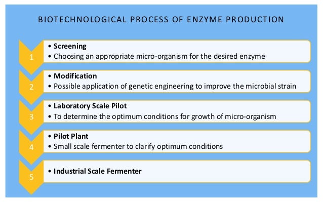 Production of Enzymes