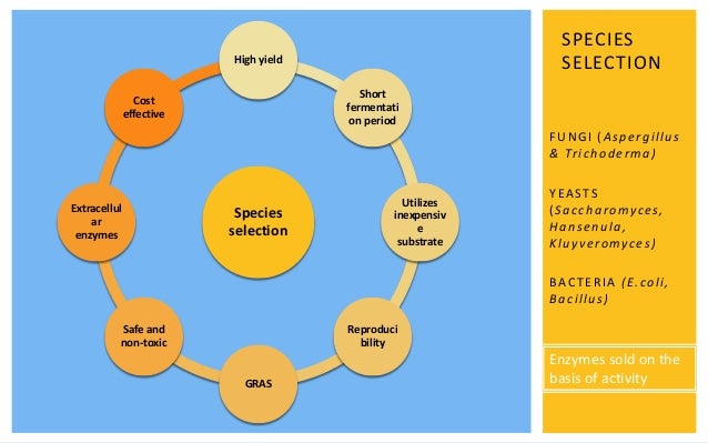 Production of Enzymes