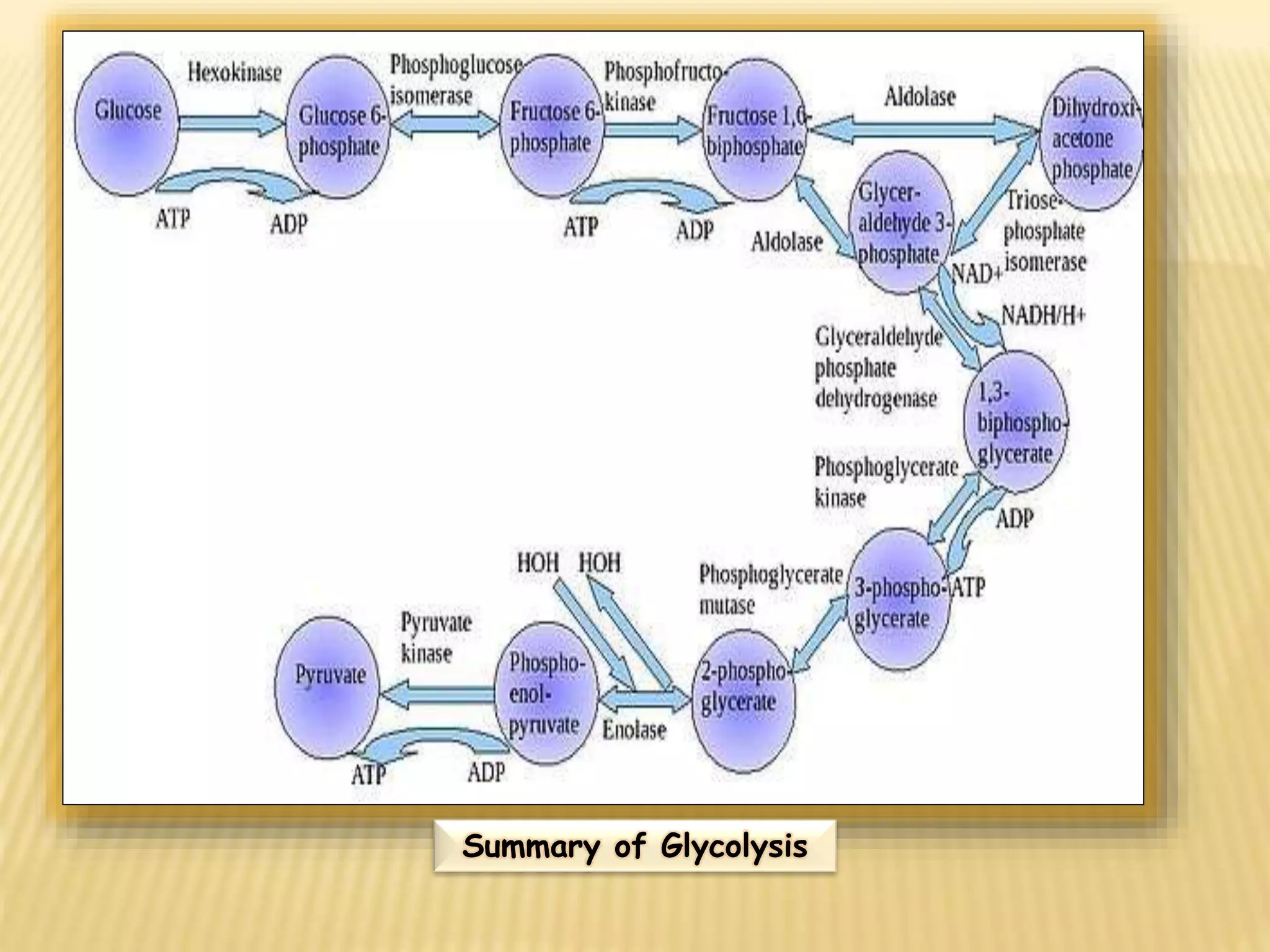 Aerobic and Anaerobic Fermentation | PPTX