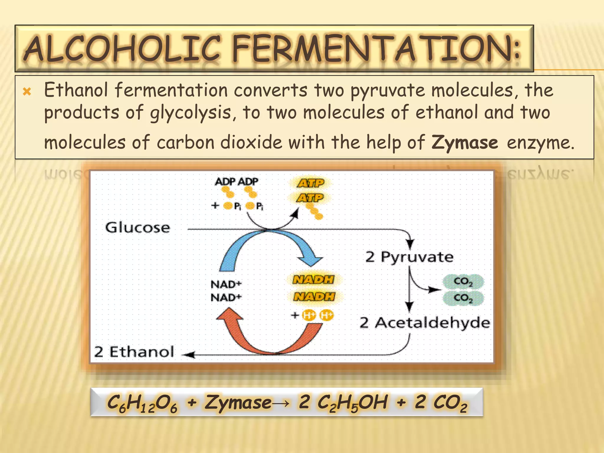 Aerobic and Anaerobic Fermentation | PPTX