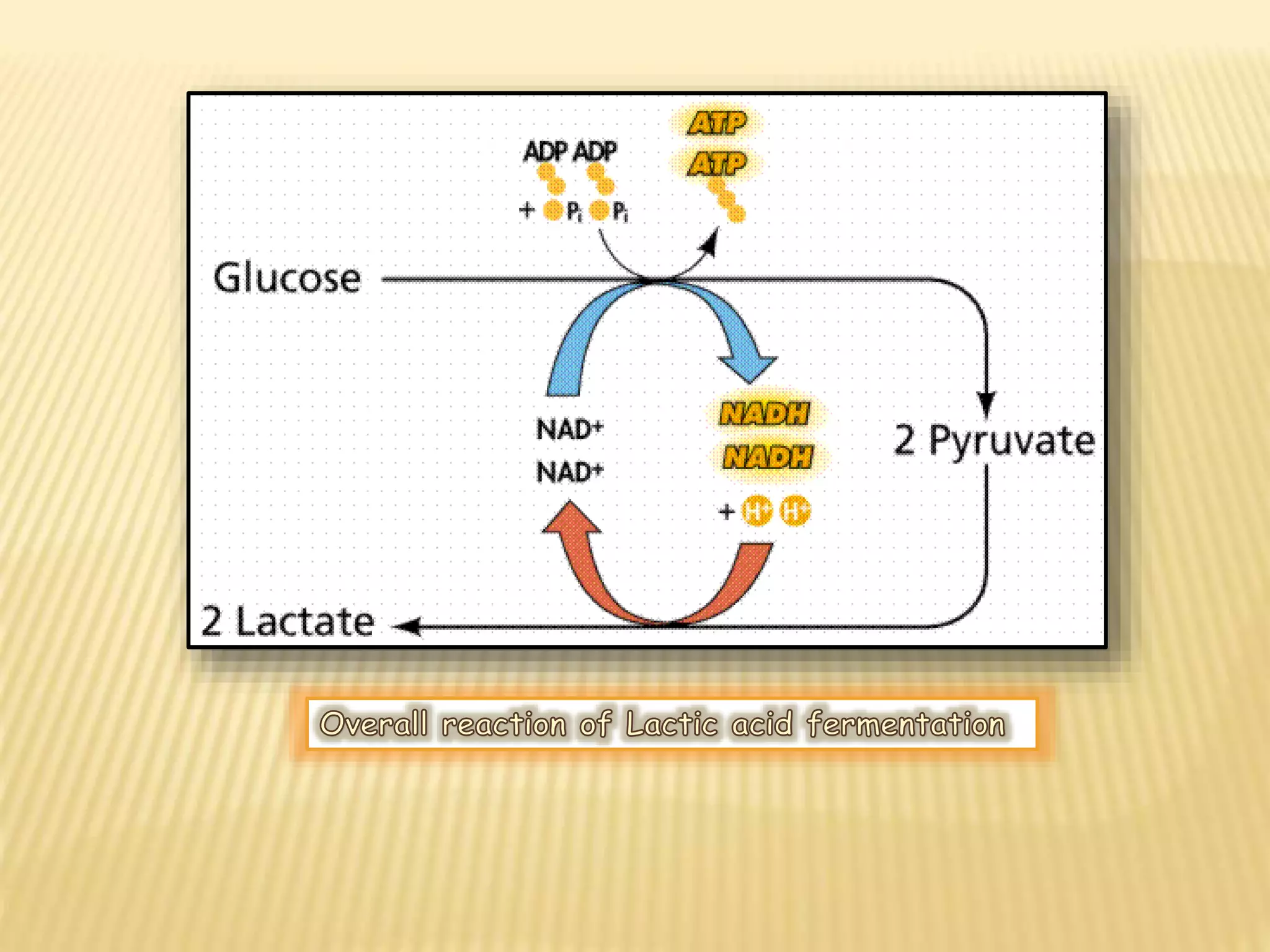 Aerobic and Anaerobic Fermentation