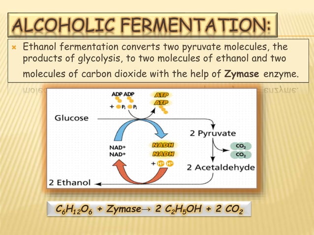 Aerobic and Anaerobic Fermentation | PPTX