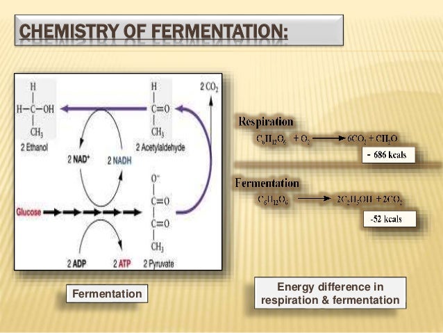 Aerobic and Anaerobic Fermentation