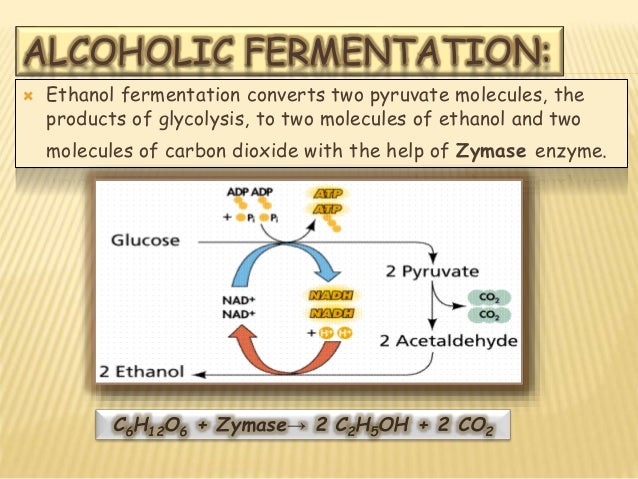 Aerobic and Anaerobic Fermentation