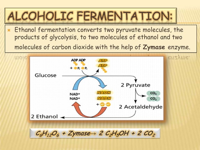 Fermentation presentation | PPTX | Chemistry | Science