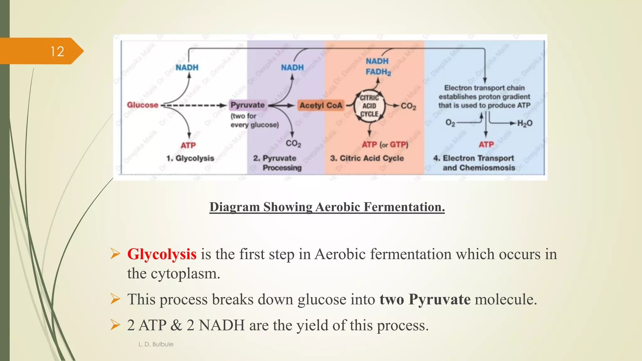 Fermentation Presentation.pdf | Chemistry | Science