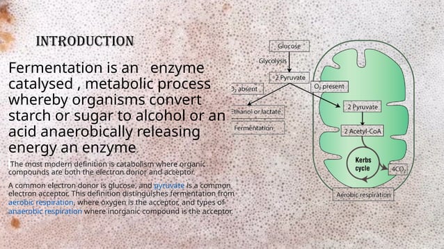 fermentation presentation'. very easy ppt | PPT