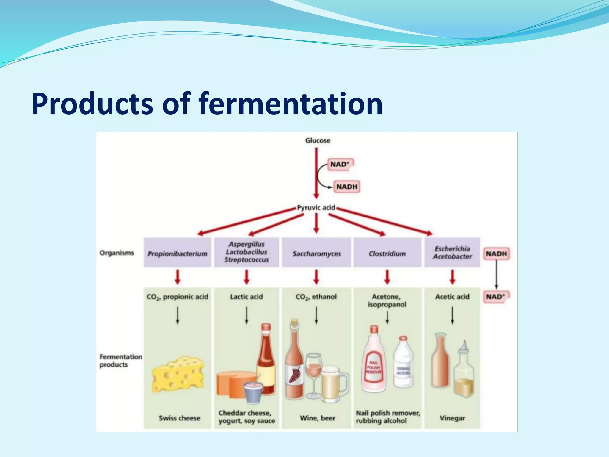Fermentation process and products | PPTX