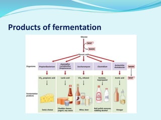 Fermentation process and products | PPTX