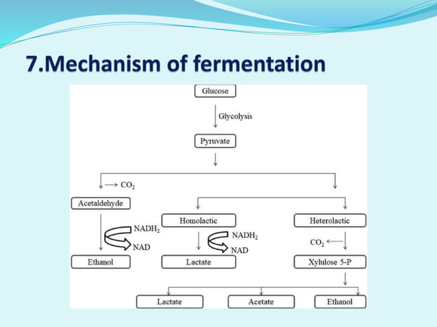 Fermentation process and products | PPTX | Chemistry | Science