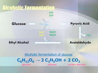 Fermentation processes and their application | PPTX