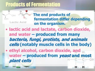 Fermentation processes and their application | PPTX