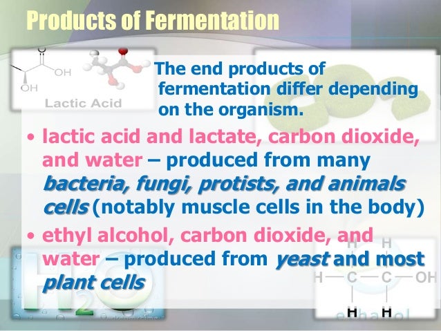 Fermentation processes and their application