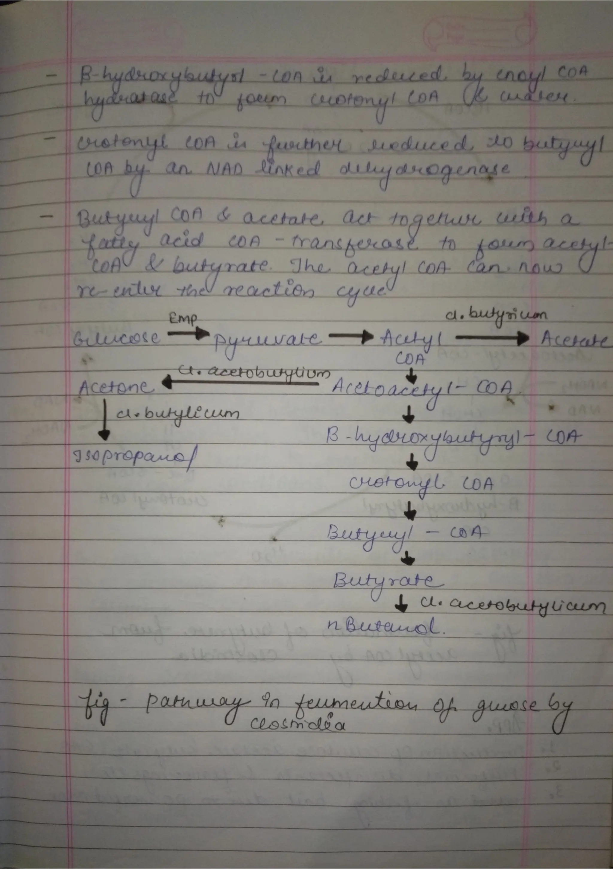fermentation process of acetic acid and butyric acid.pdf