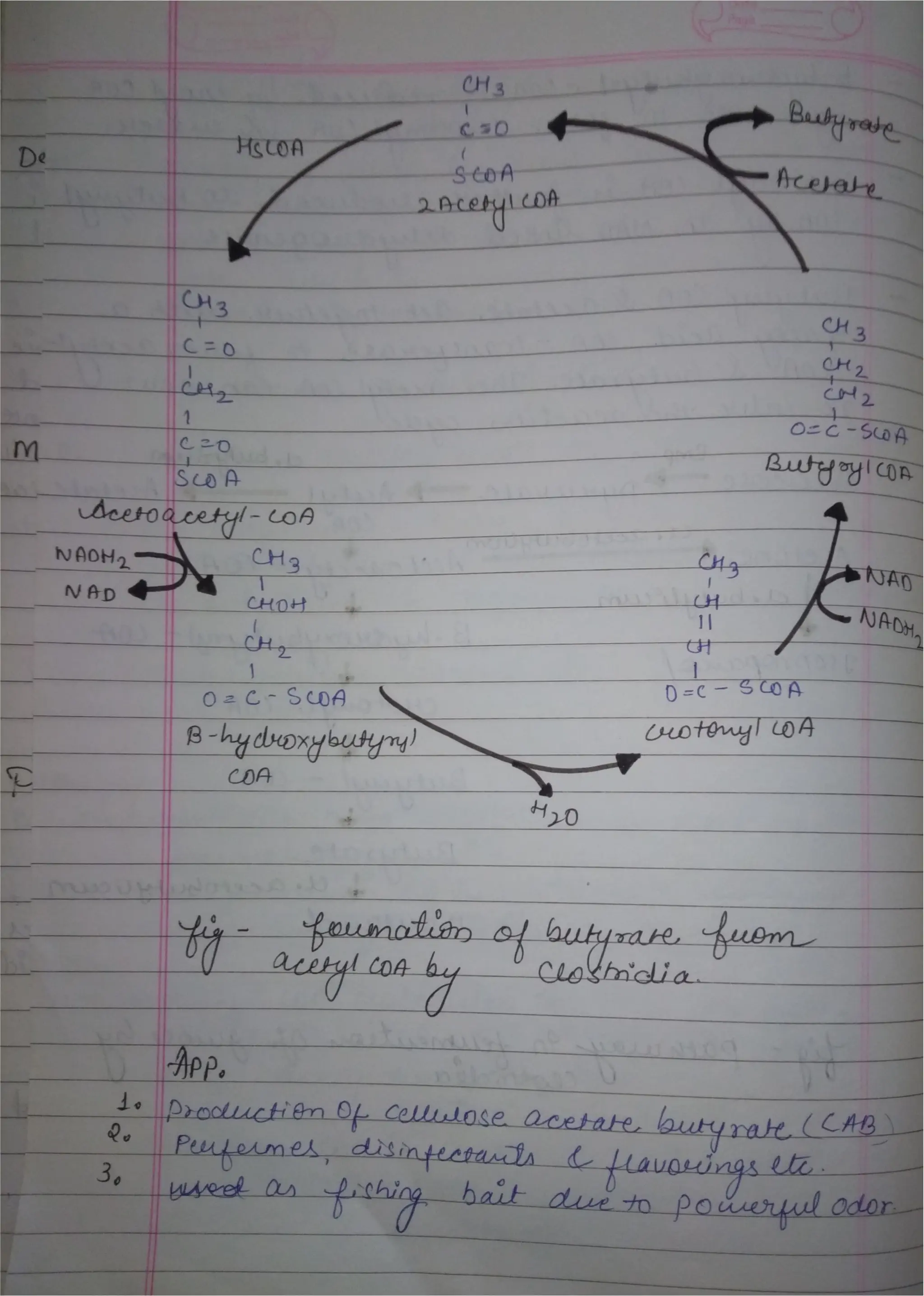 fermentation process of acetic acid and butyric acid.pdf
