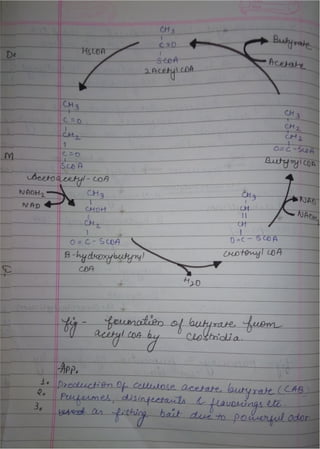 fermentation process of acetic acid and butyric acid.pdf