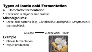 Comprehensive Overview of Fermentation: Types, Benefits, and Future ...