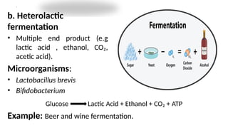 Comprehensive Overview of Fermentation: Types, Benefits, and Future ...