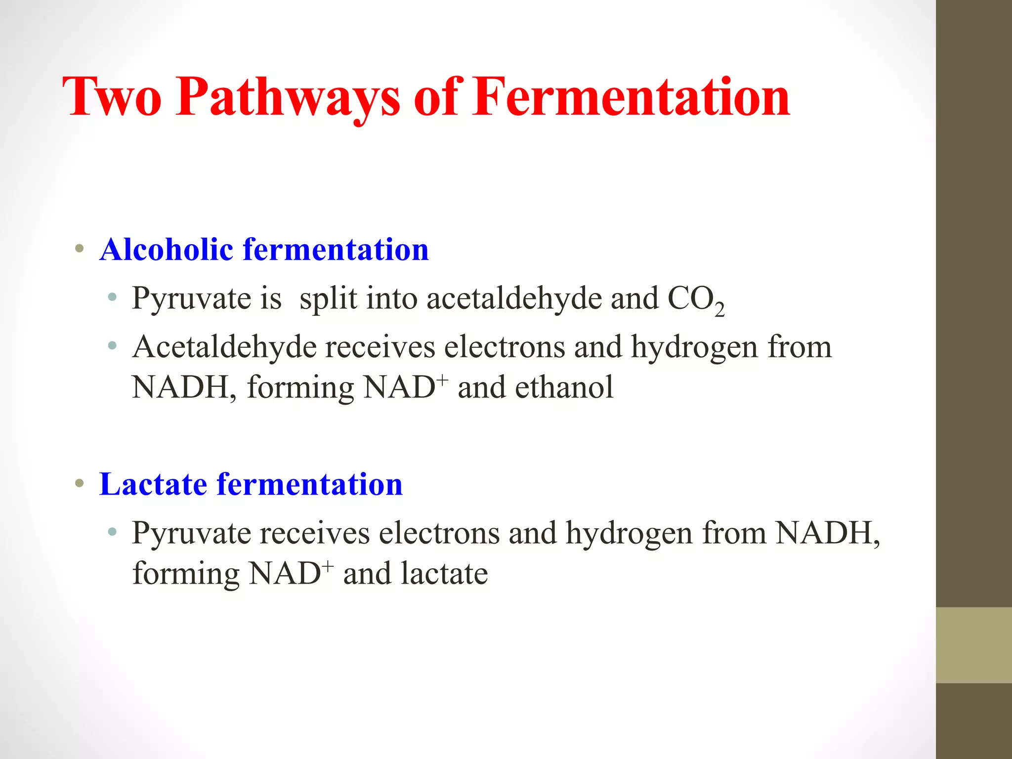 Fermentative metabolism | PPTX