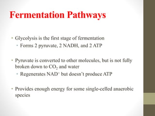 Fermentative metabolism | PPTX