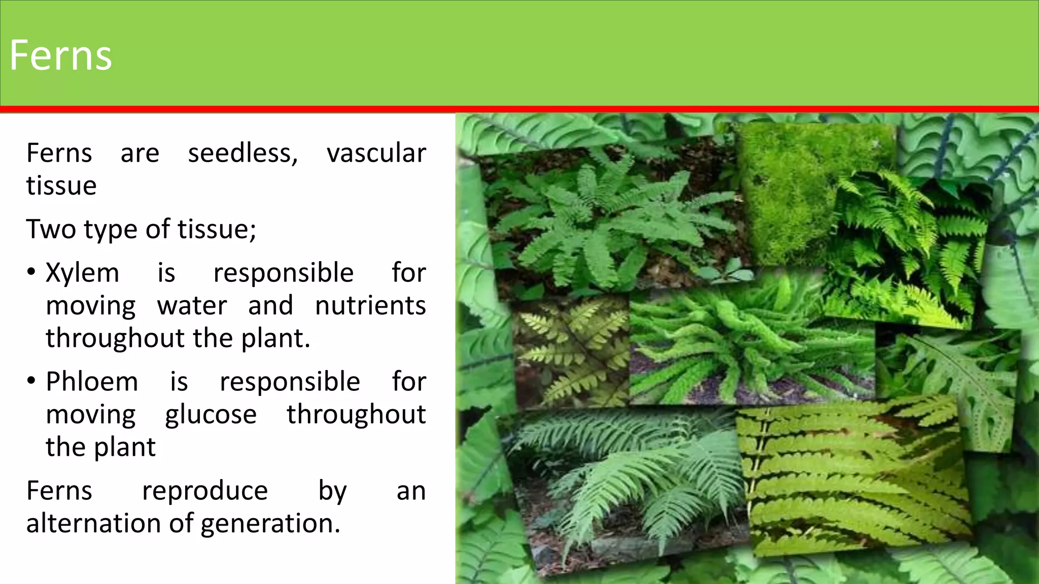 Fern | PPTX