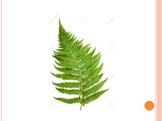 Fern | PPTX