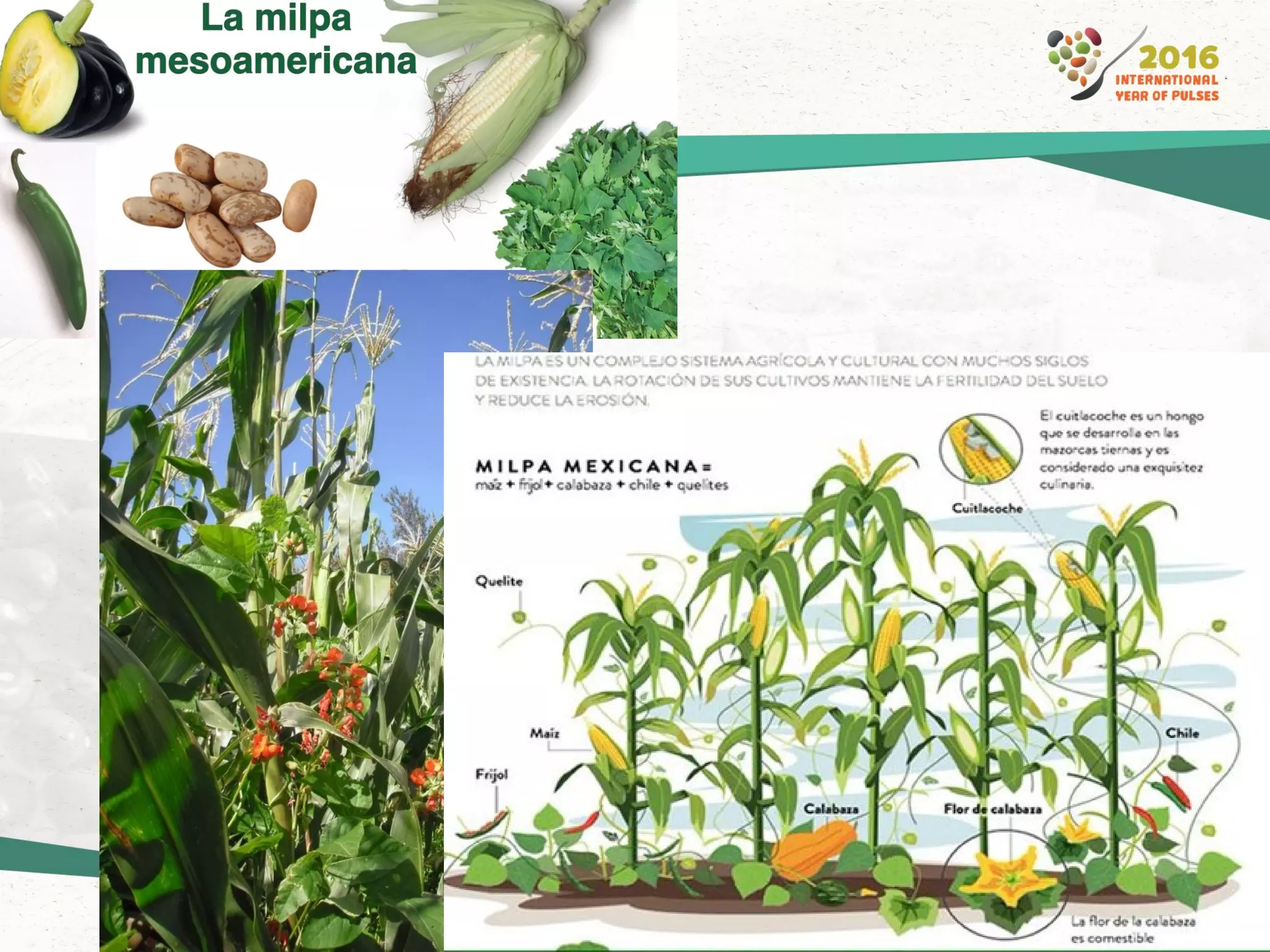 Indigenous food systems | PPT