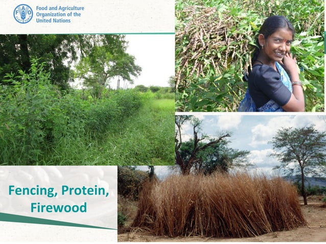 Indigenous food systems | PPT | Food Movements | Food & Drink