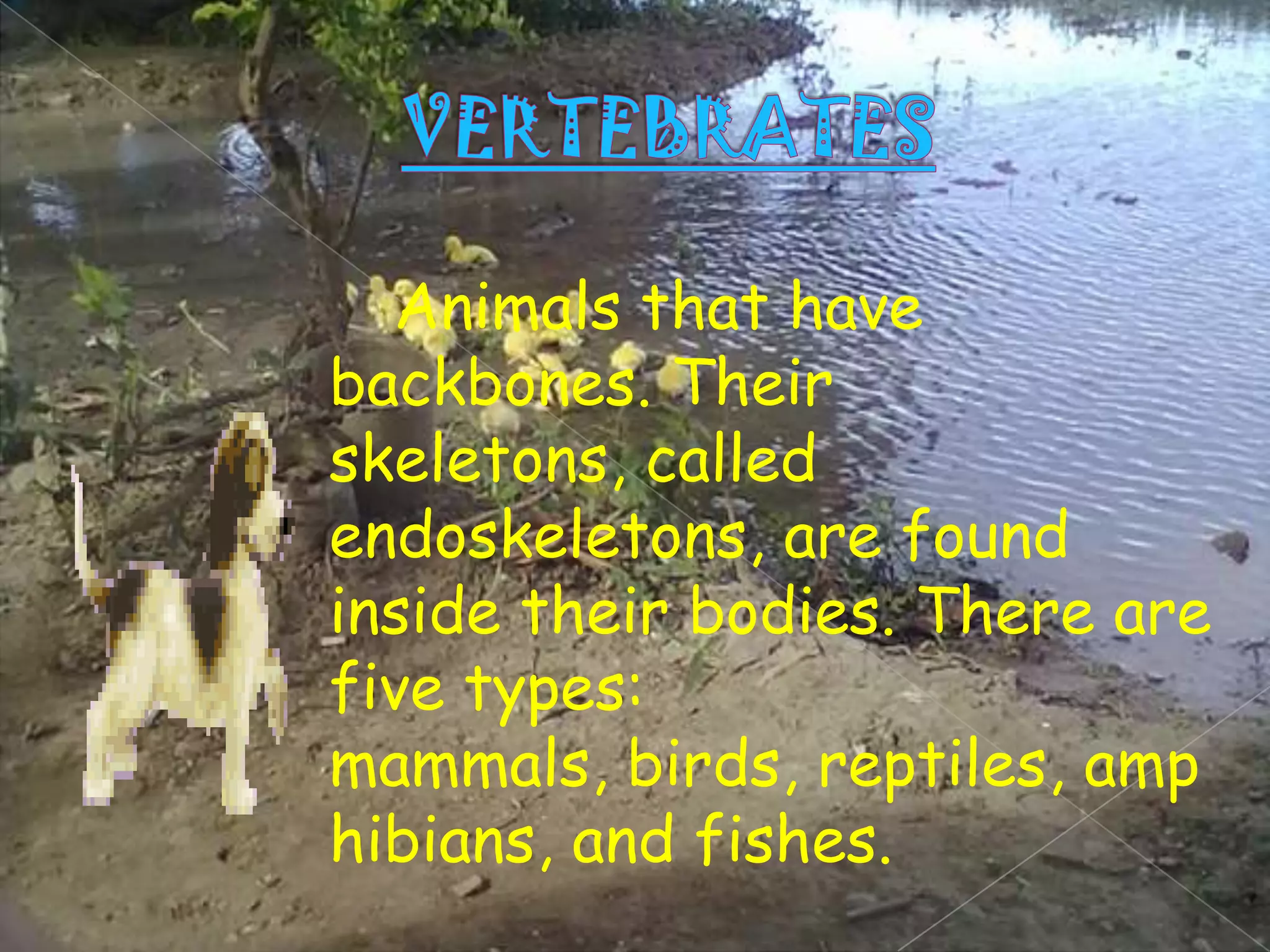 Fernandez, veronica | PPTX