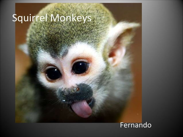 Fernando - Squirrel monkeys | PPT