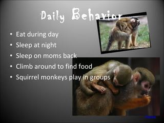 Fernando - Squirrel monkeys | PPT