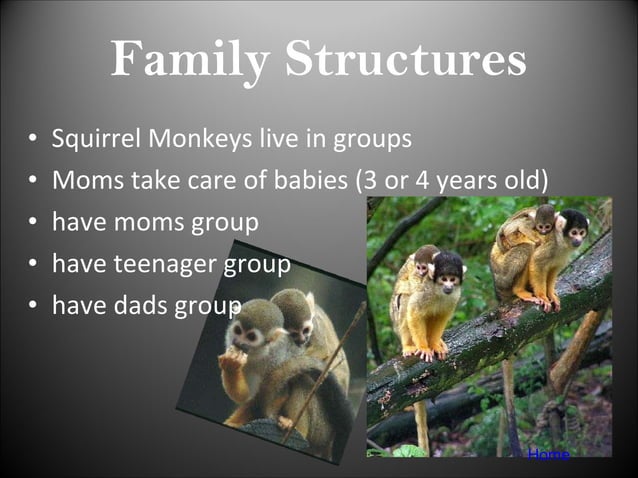 Fernando - Squirrel monkeys | PPT
