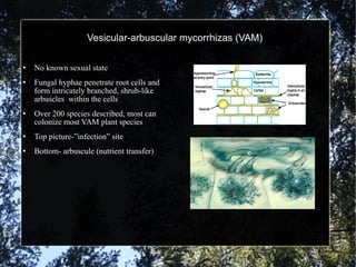 Fern presentation | PPT