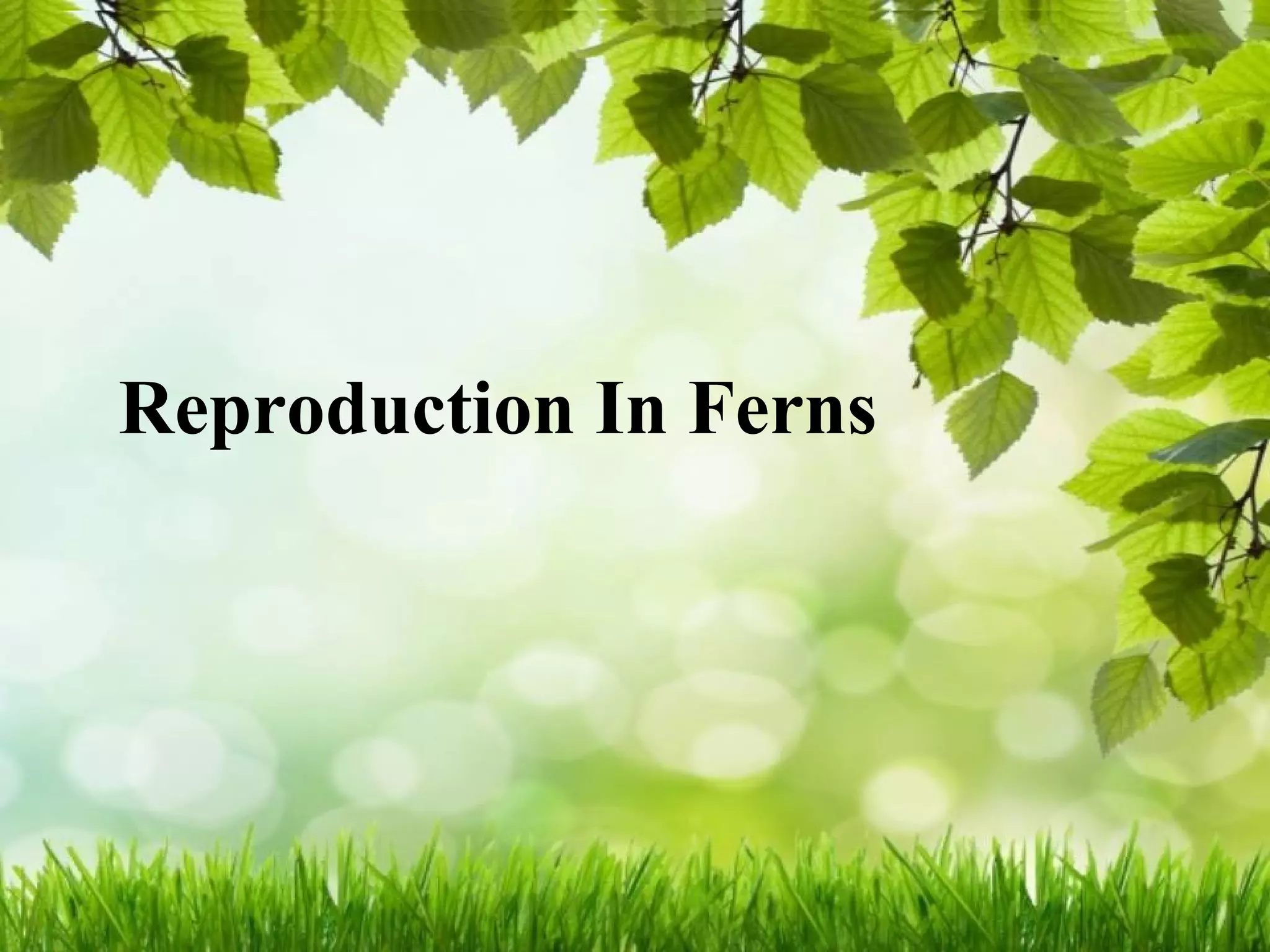 Fern reproduction | PPT