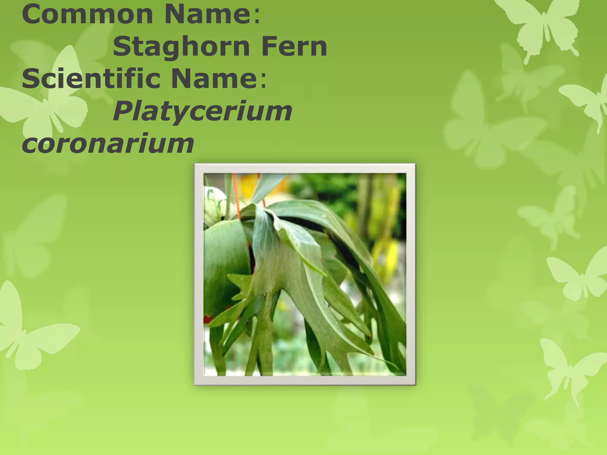 Fern reproduction | PPT