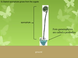 Fern reproduction | PPT