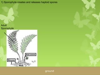 Fern Life Cycle For Kids
