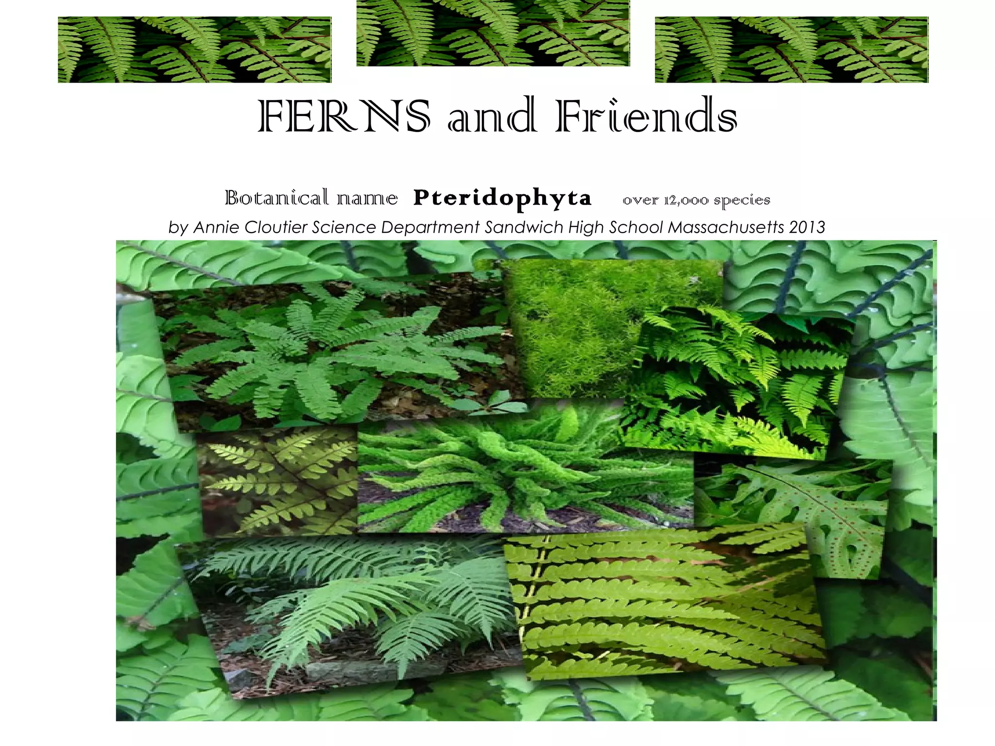 Ferns and friendspowpt2013cloutier | PPT