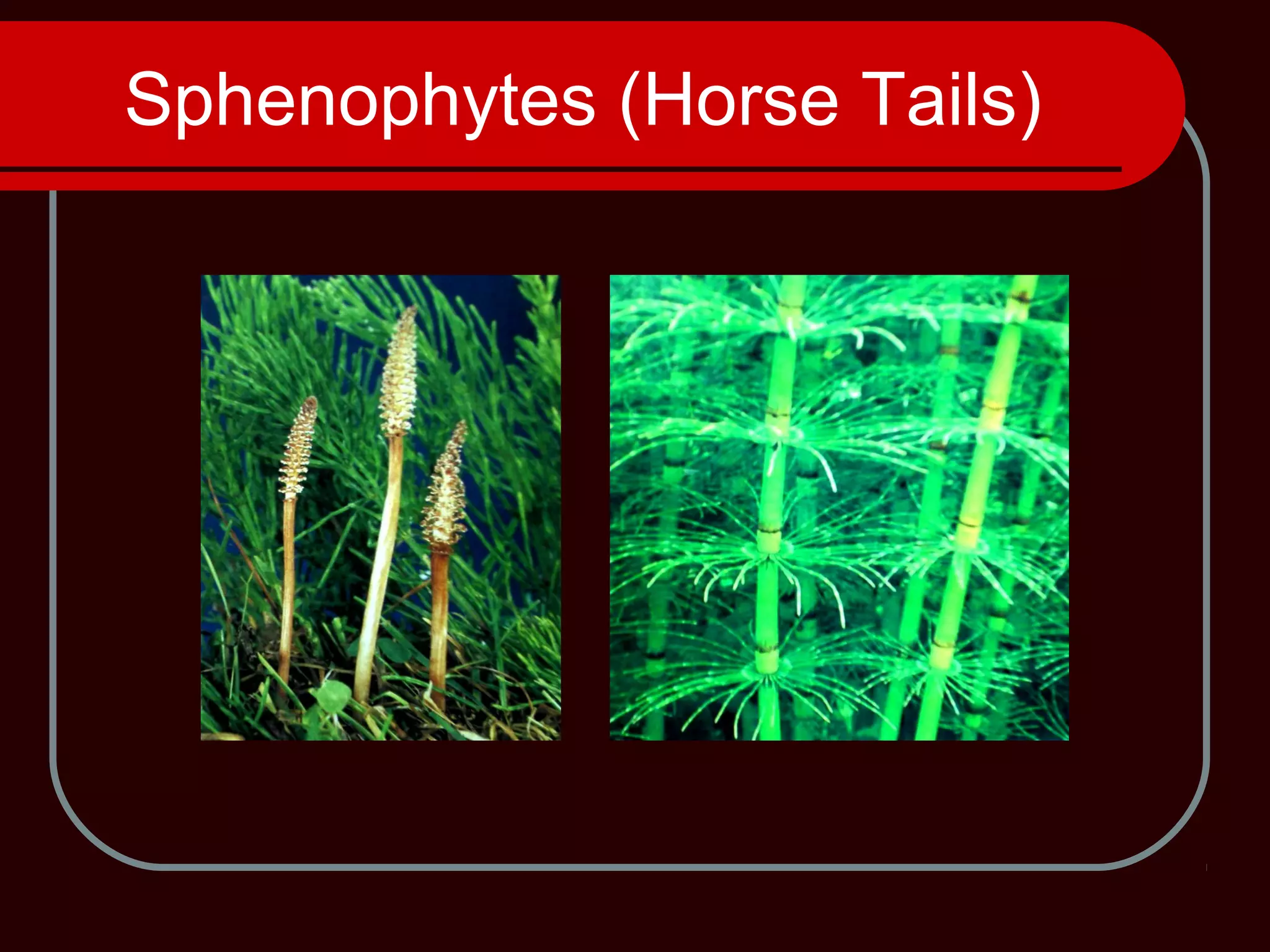 Ferns & fern allies | PPT