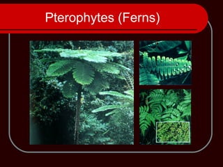 Ferns & fern allies | PPT