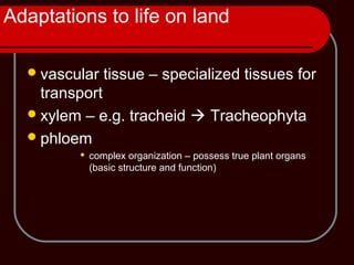 Ferns & fern allies | PPT
